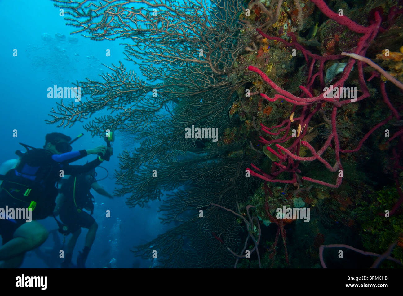 student scuba divers, Roatan Marine Park, Caribbean Scuba Diving ...