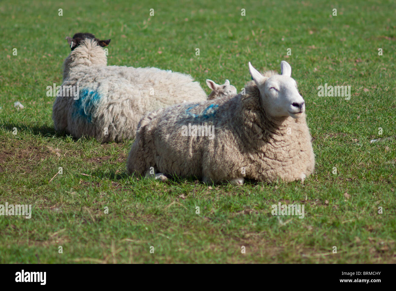 Sheep resting in the spring sunshine Stock Photo - Alamy