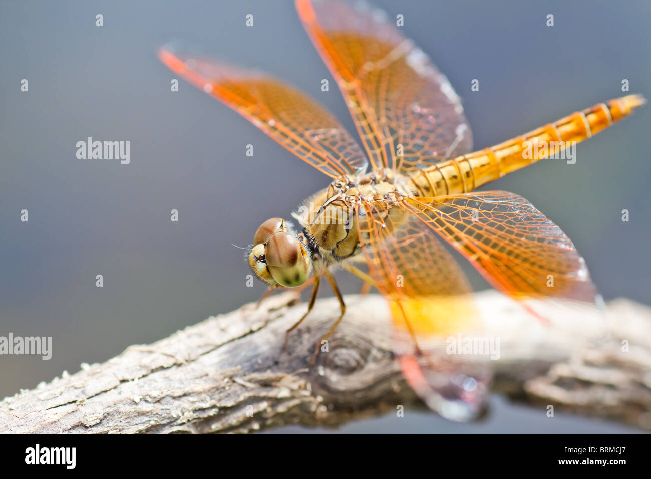 Orange dragonfly hi-res stock photography and images - Alamy