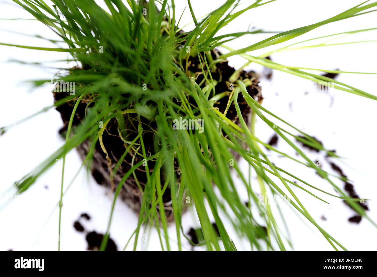 Chive roots hi-res stock photography and images - Alamy