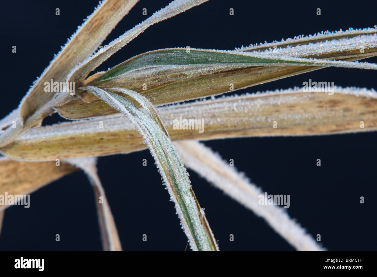 Karl plant hi-res stock photography and images - Alamy