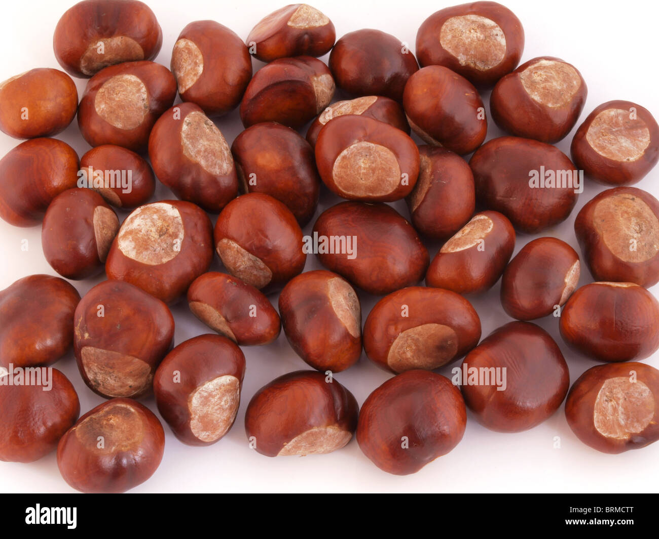 A conker is the seed of a horse chestnut tree Stock Photo - Alamy
