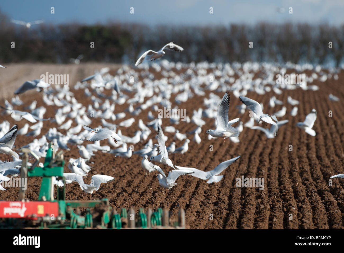 Tractor ploughing field in late winter with Black-headed Gulls ...