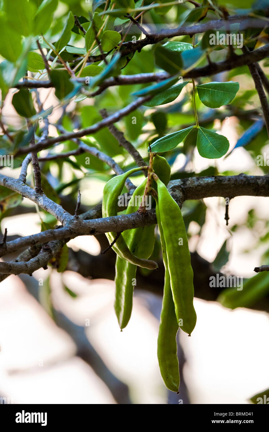 Green seed pods hi-res stock photography and images - Alamy
