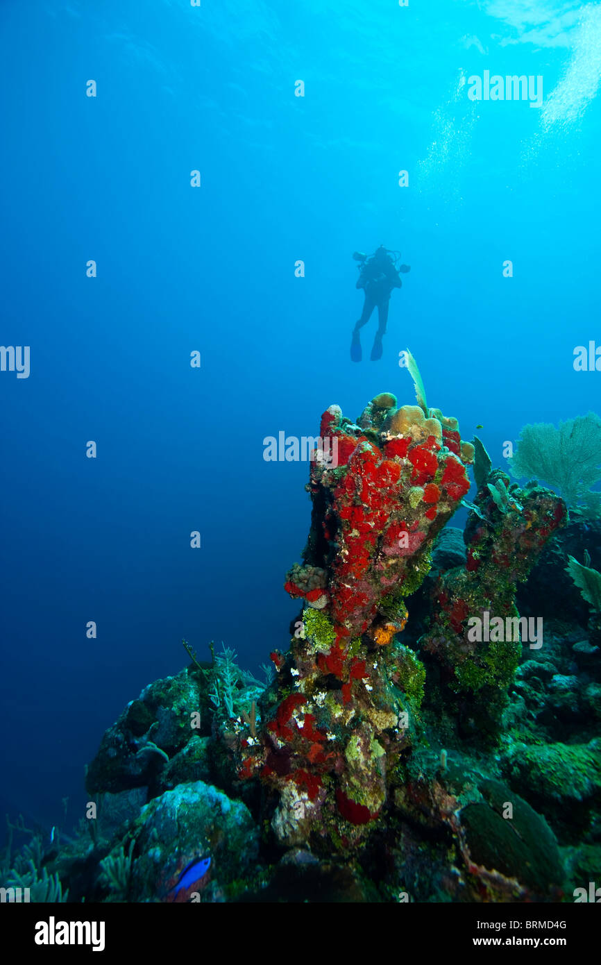 Scuba Diver, Red Sponge (Mycale sp.), Utila, Bay Islands, Honduras ...