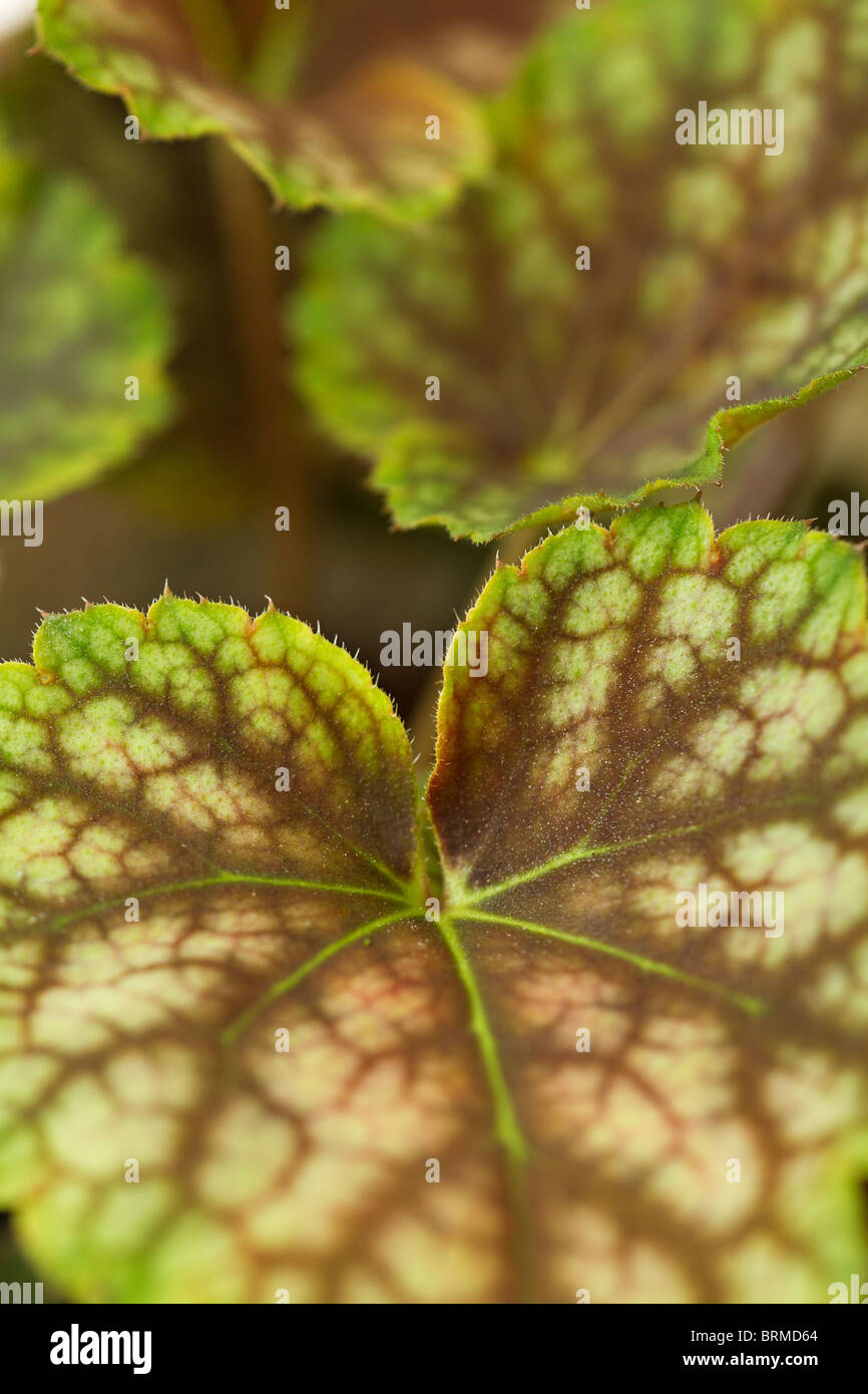 Close up of the beautiful foliage of Heuchera 'Beauty Colour' Stock ...