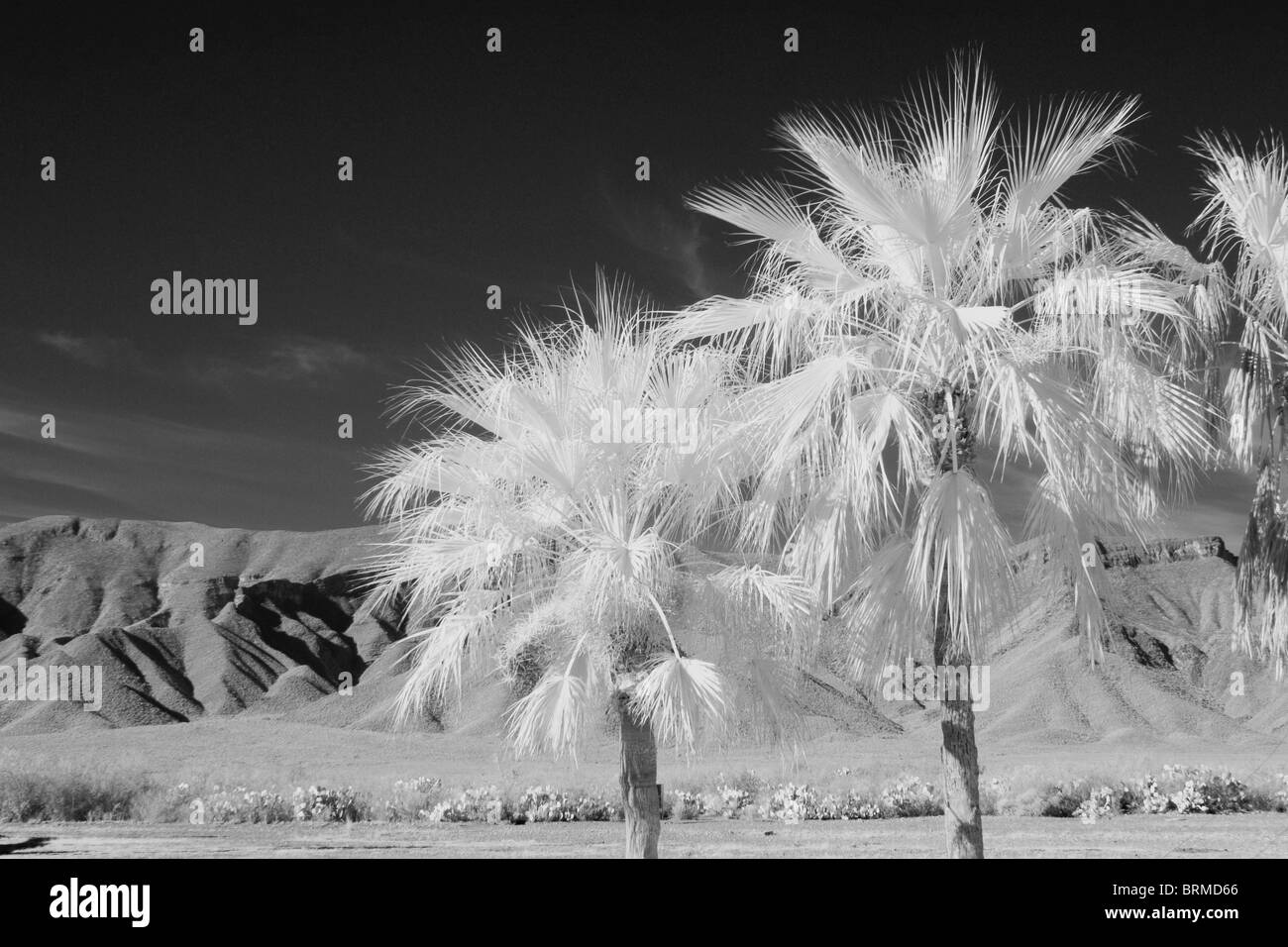 Monterey, Mexico, ranch with palm trees and desert Stock Photo - Alamy