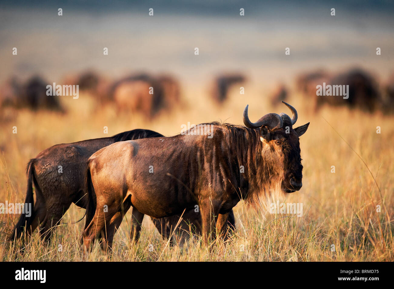 Black wildebeest herd wildlife hi-res stock photography and images - Alamy