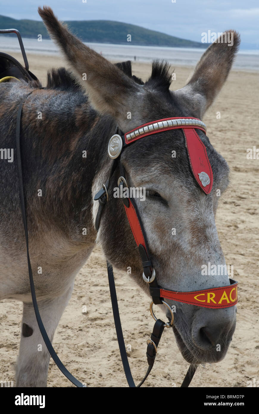 Donkey on the beach at Weston Super Mare, Somerset, UK Stock Photo - Alamy