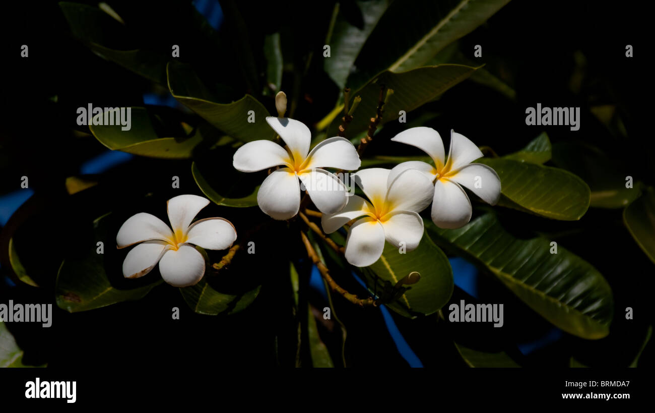 Australia frangipani tree hi-res stock photography and images - Alamy