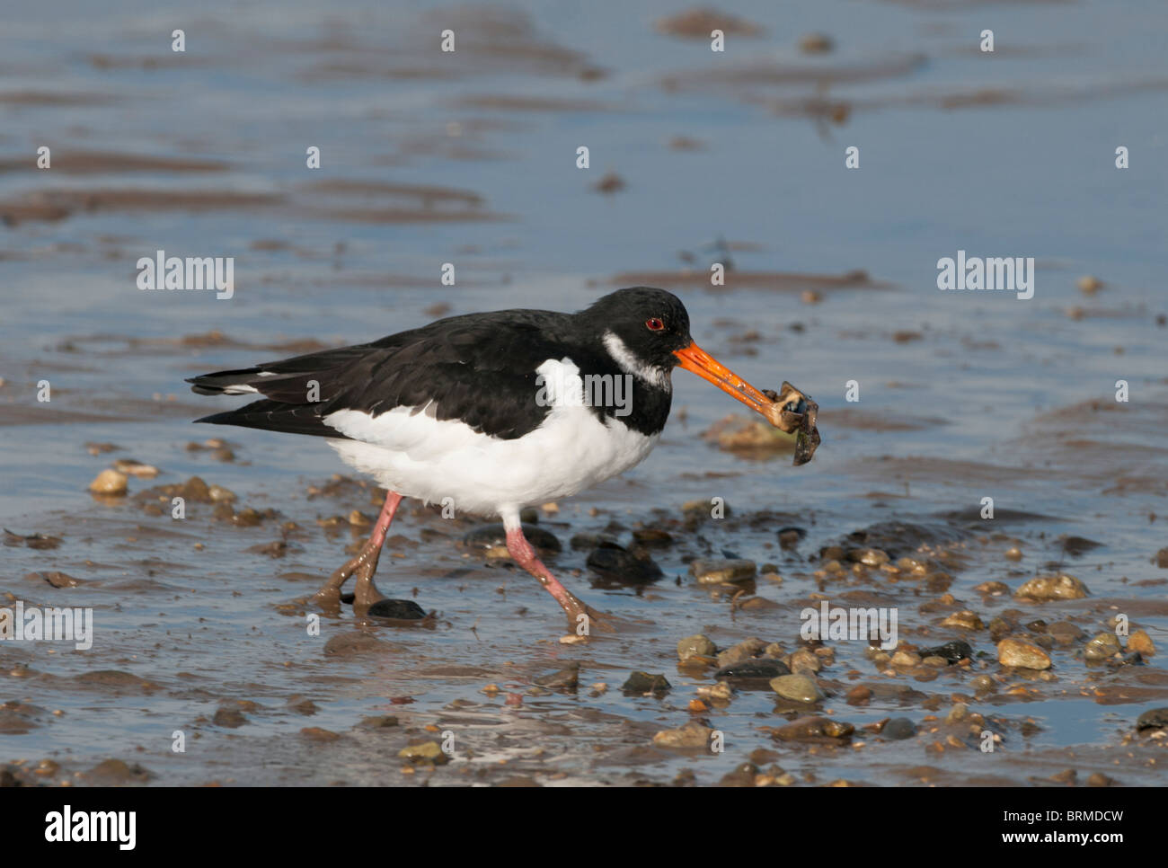 Oystercatcher Haematopus ostralegus feeding on mussels Norfolk winter ...