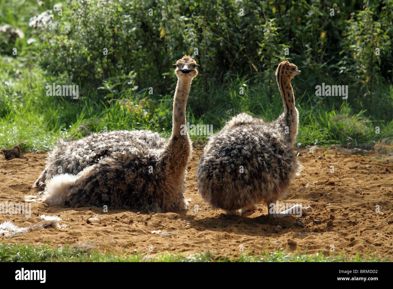 Ostrich (Struthio camelus) - young at nest site - captive birds Stock ...