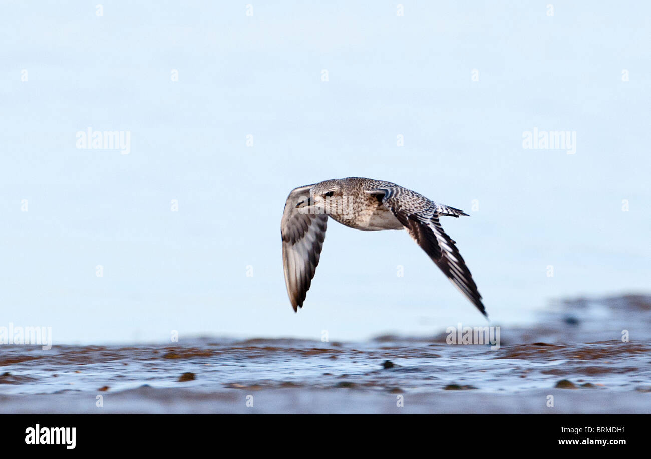 Grey Plover Pluvialis squatarola Norfolk winter Stock Photo - Alamy