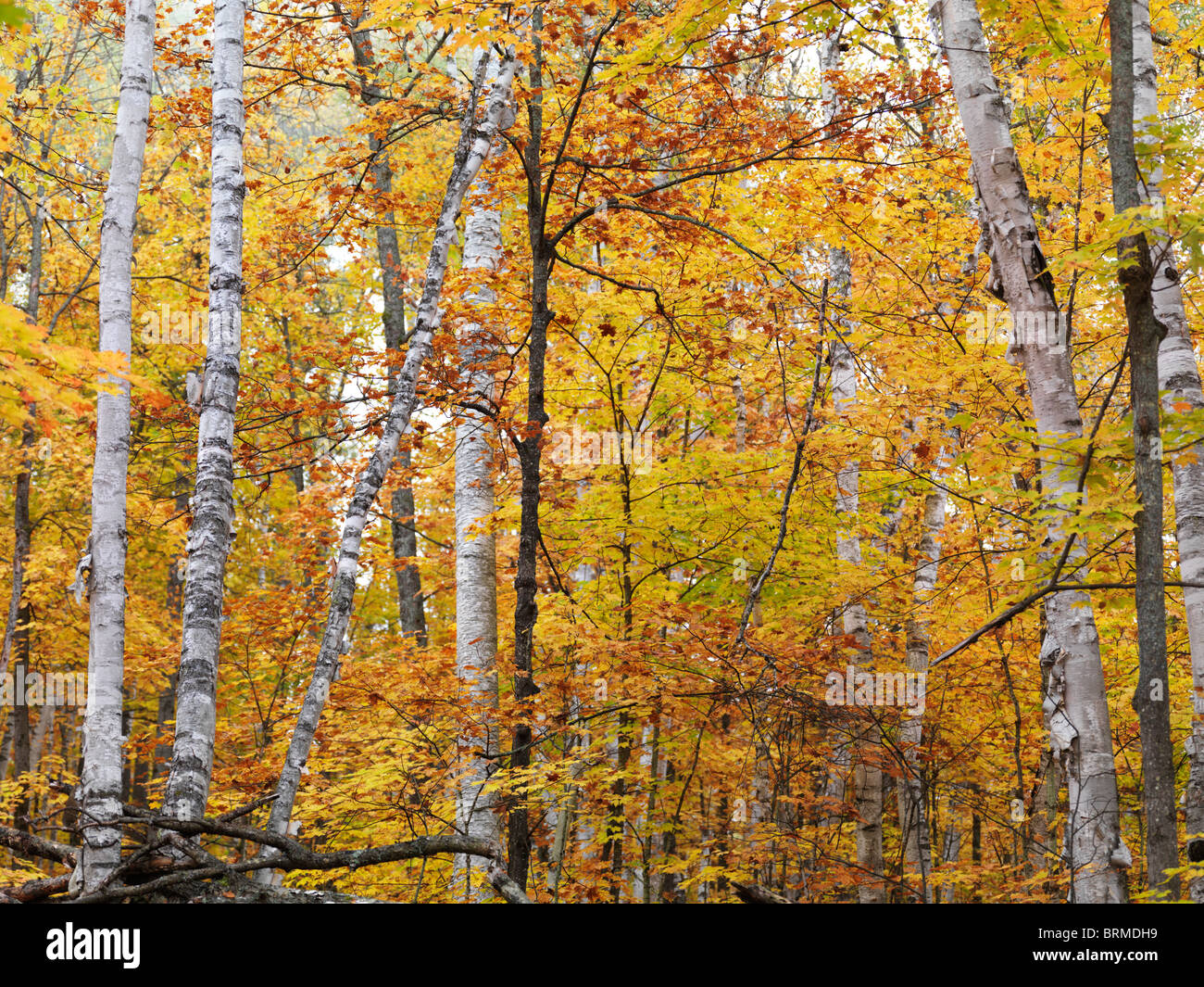 Fall nature scenery of birch trees with colorful yellow leaves in a ...