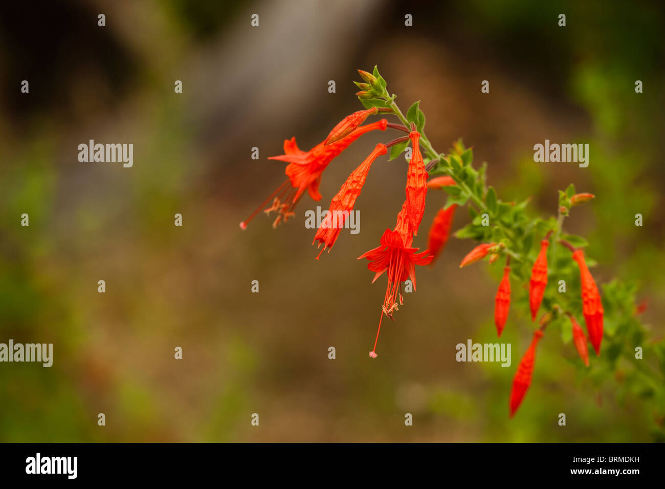 California Fuchsia, Epilobium canum, in flower Stock Photo - Alamy