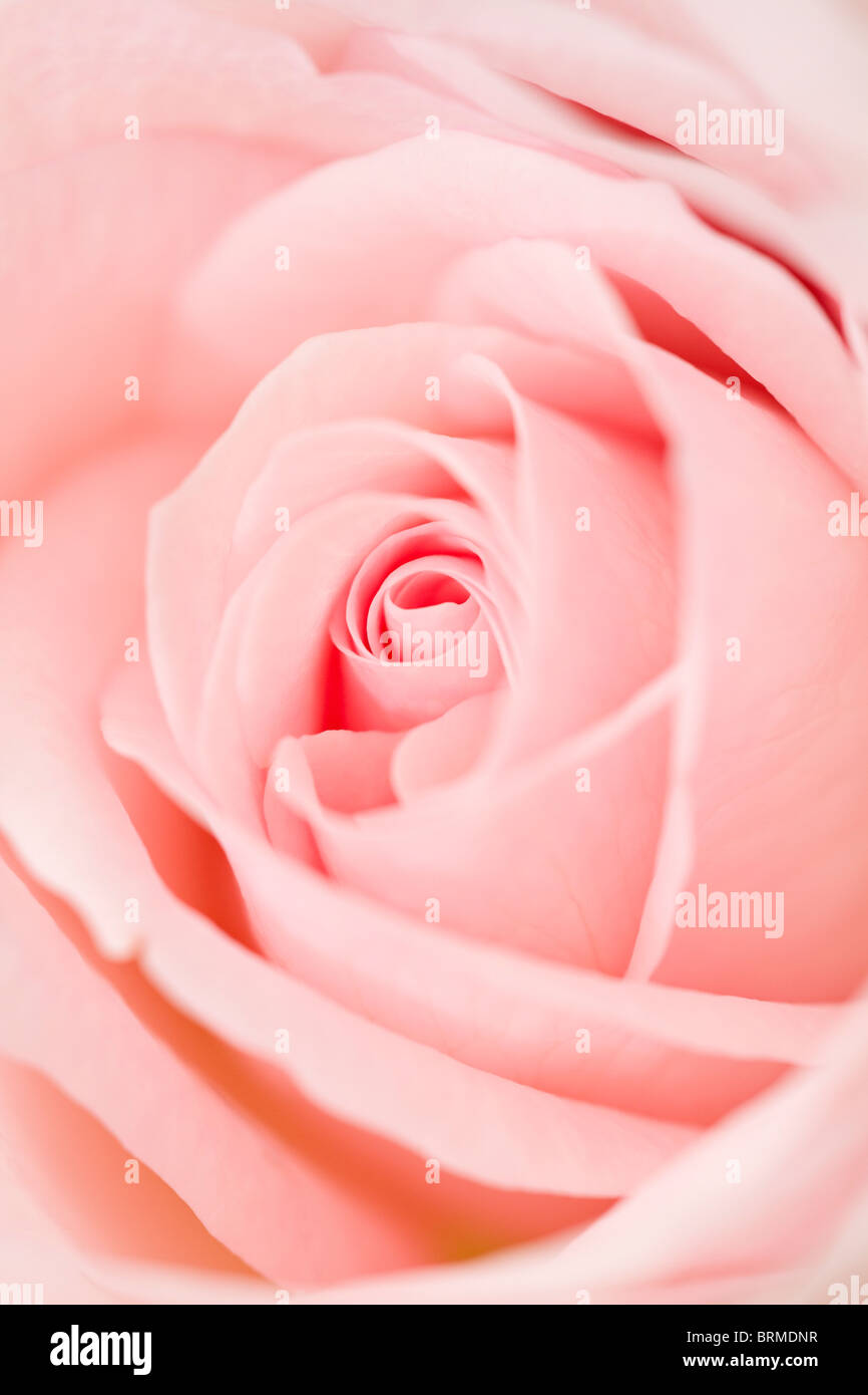 Soft rose pink hi-res stock photography and images - Alamy