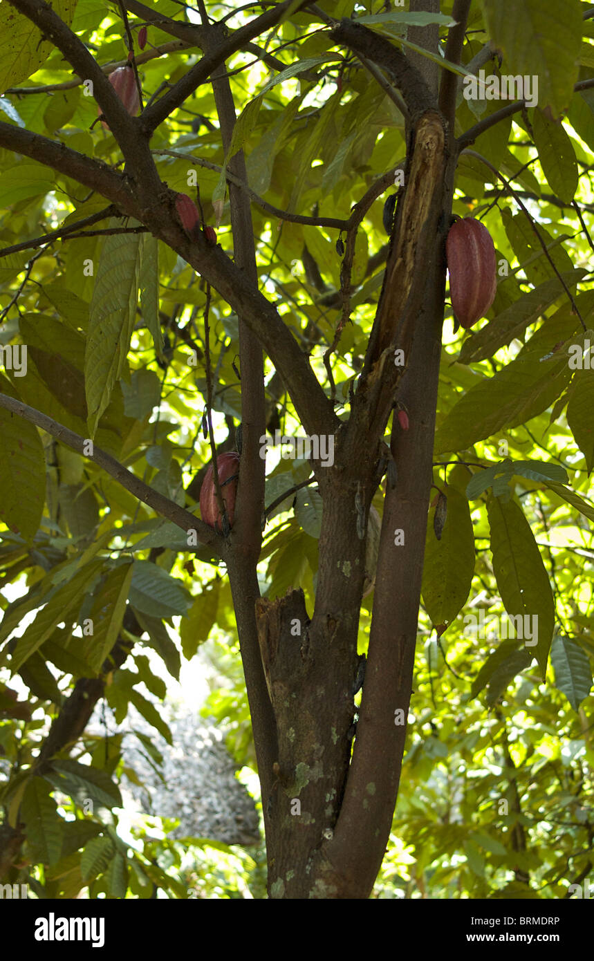 Cocoa tree hi-res stock photography and images - Alamy