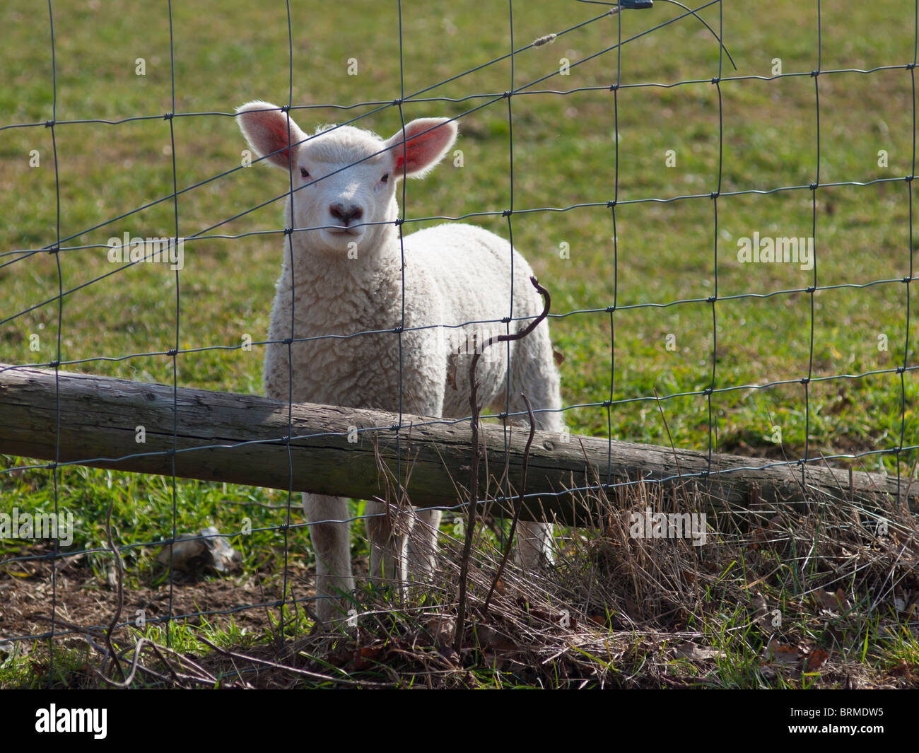 An English Lamb behind a wire fence Stock Photo - Alamy