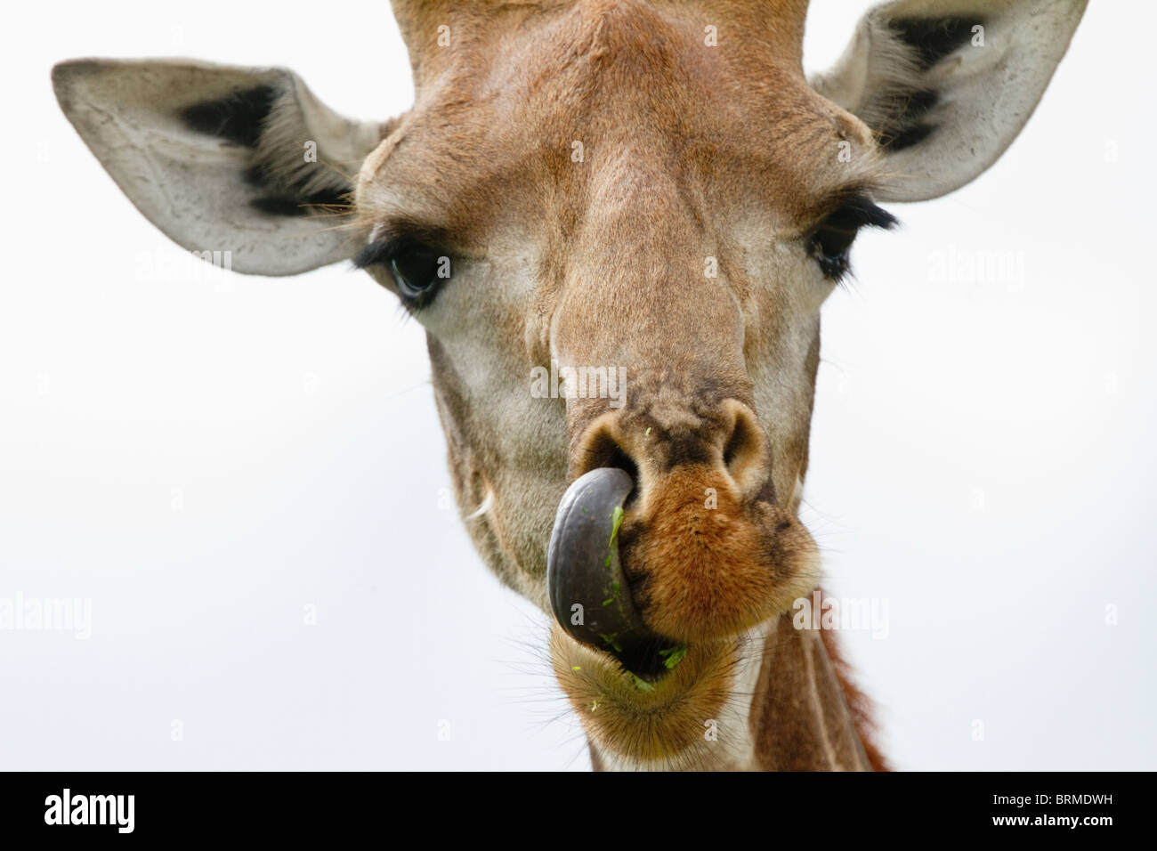 Giraffe Tongue Nose