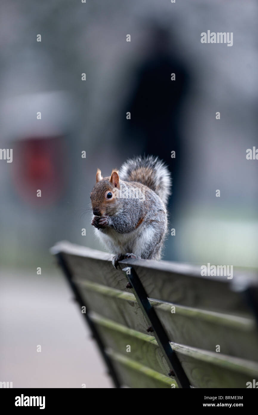 Squirrel london hi-res stock photography and images - Alamy