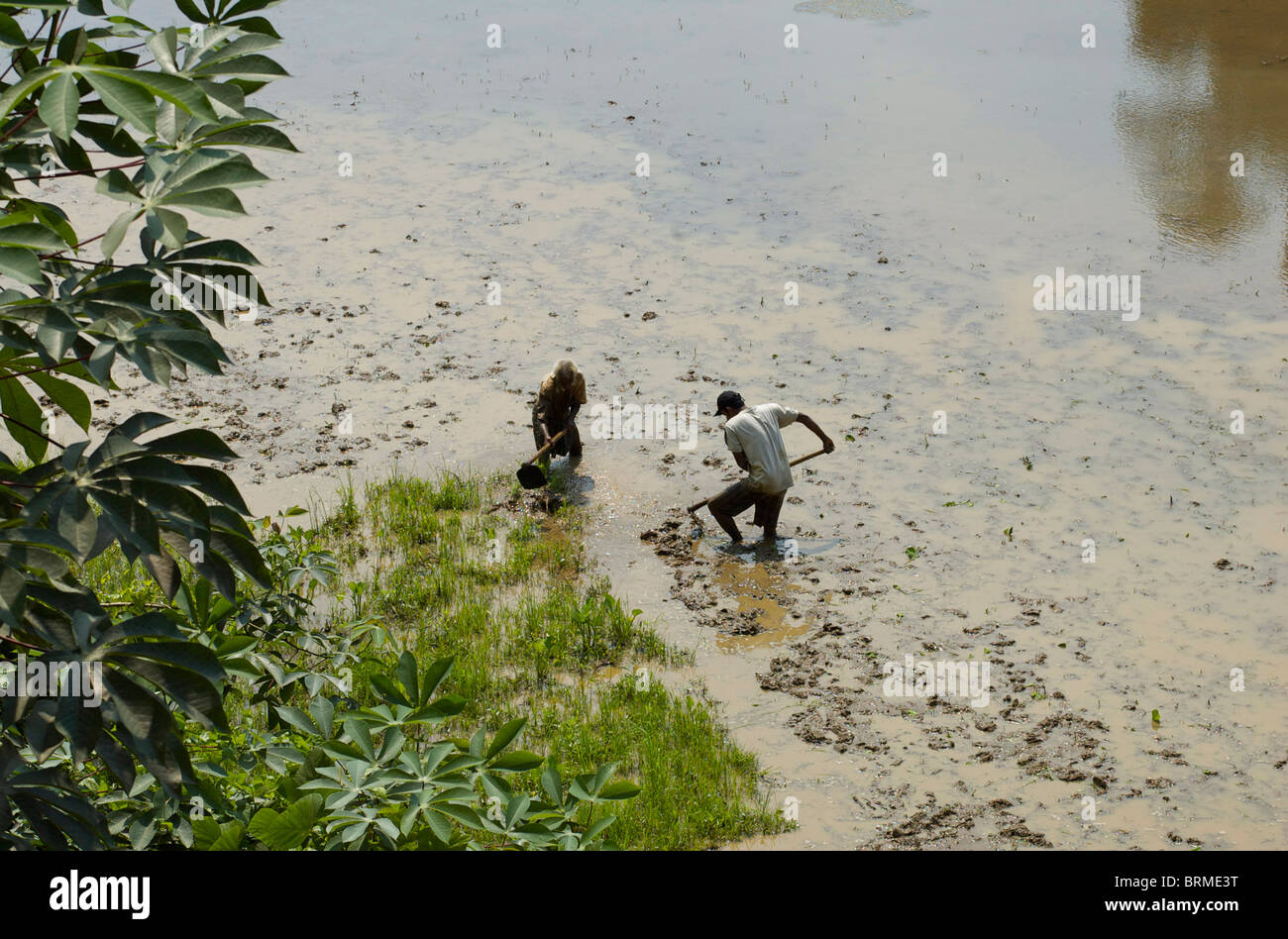 Sri lankan rice hi-res stock photography and images - Alamy