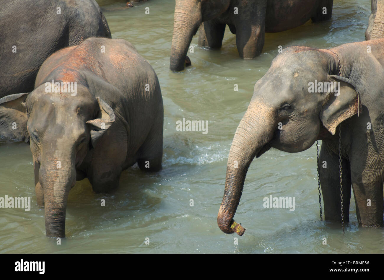 Elephant trunk carrying elephant hi-res stock photography and images ...