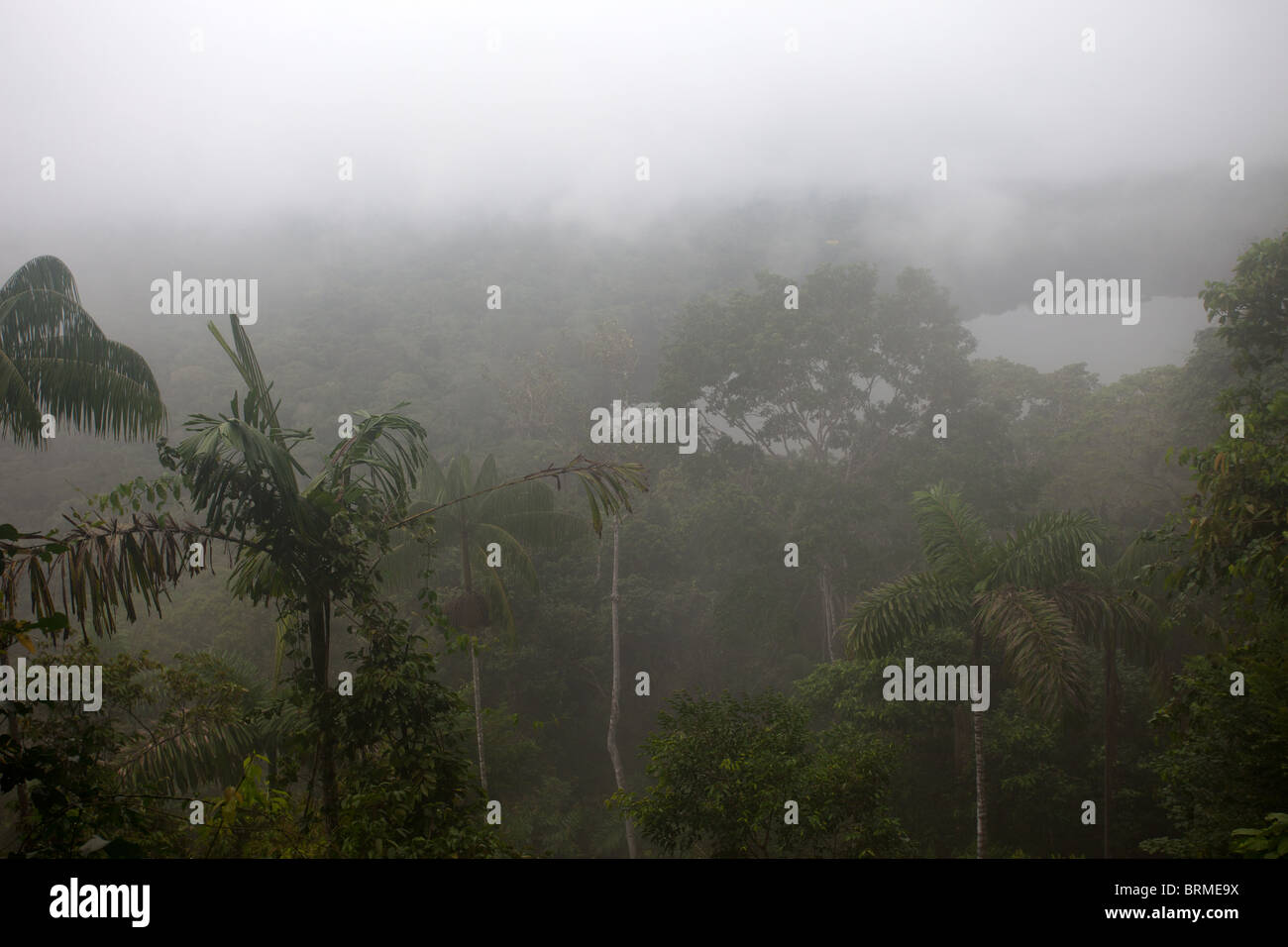 Rainforest and Chalalan Lake Stock Photo - Alamy