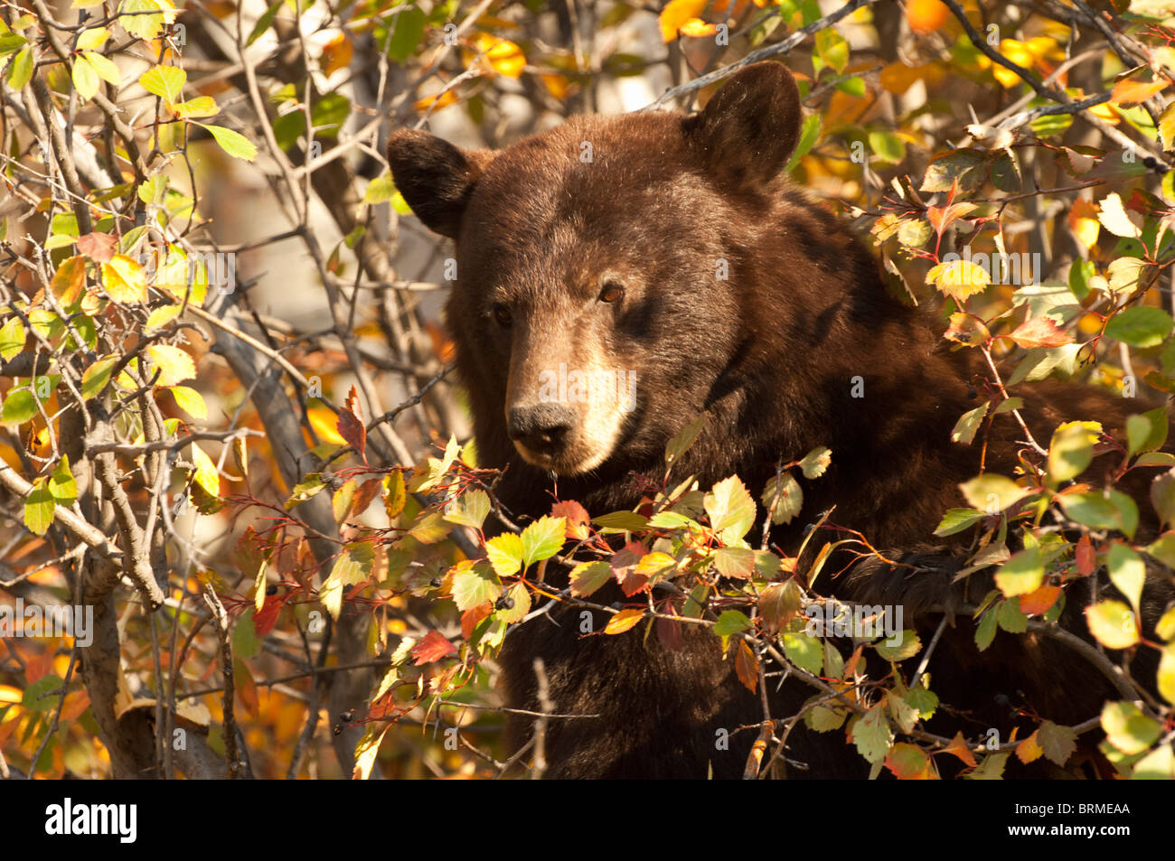 Bear in hibernation hi-res stock photography and images - Alamy