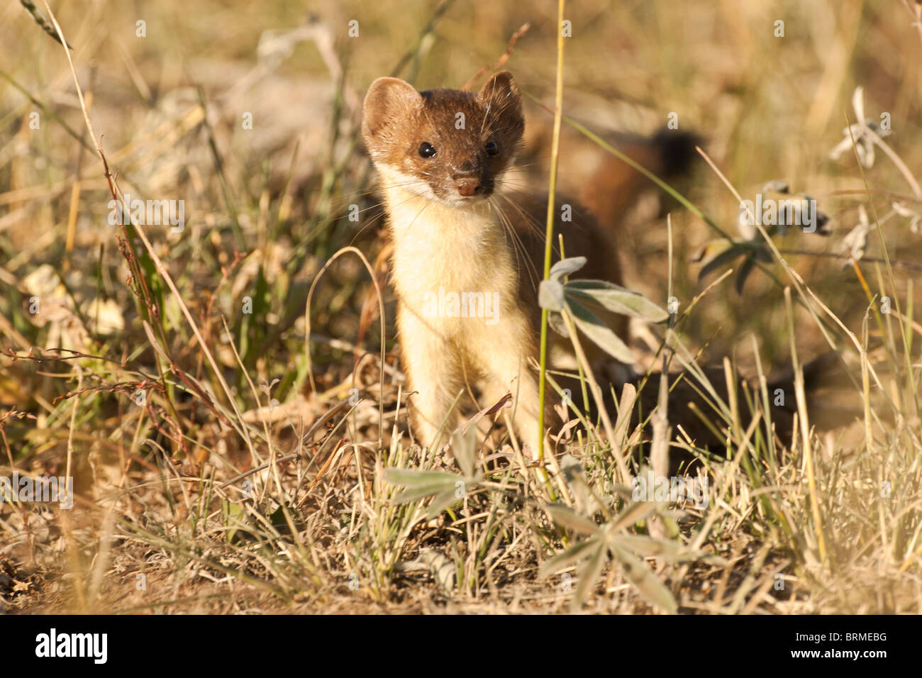 Weasel photography hi-res stock photography and images - Alamy