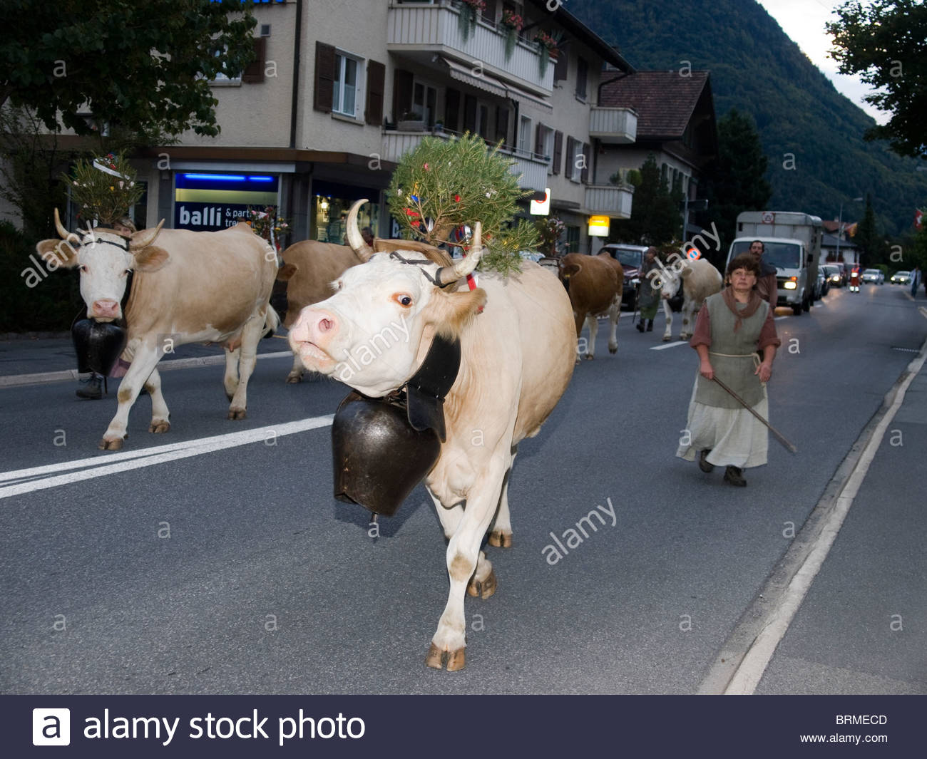 Cattle Being Driven High Resolution Stock Photography and Images - Alamy