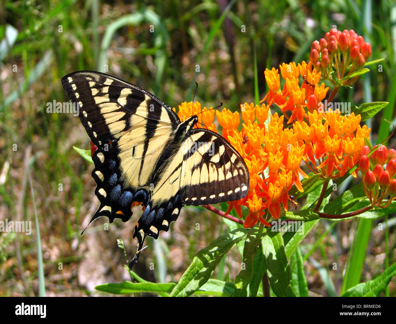Orange butterfly on yellow hi-res stock photography and images - Alamy