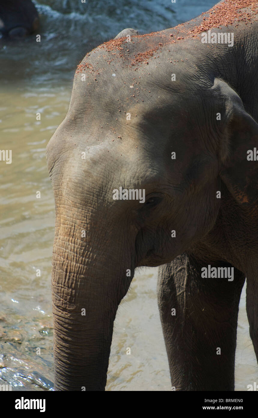 A young elephant takes a wash in the Ma Oya river in Sri Lanka Stock ...