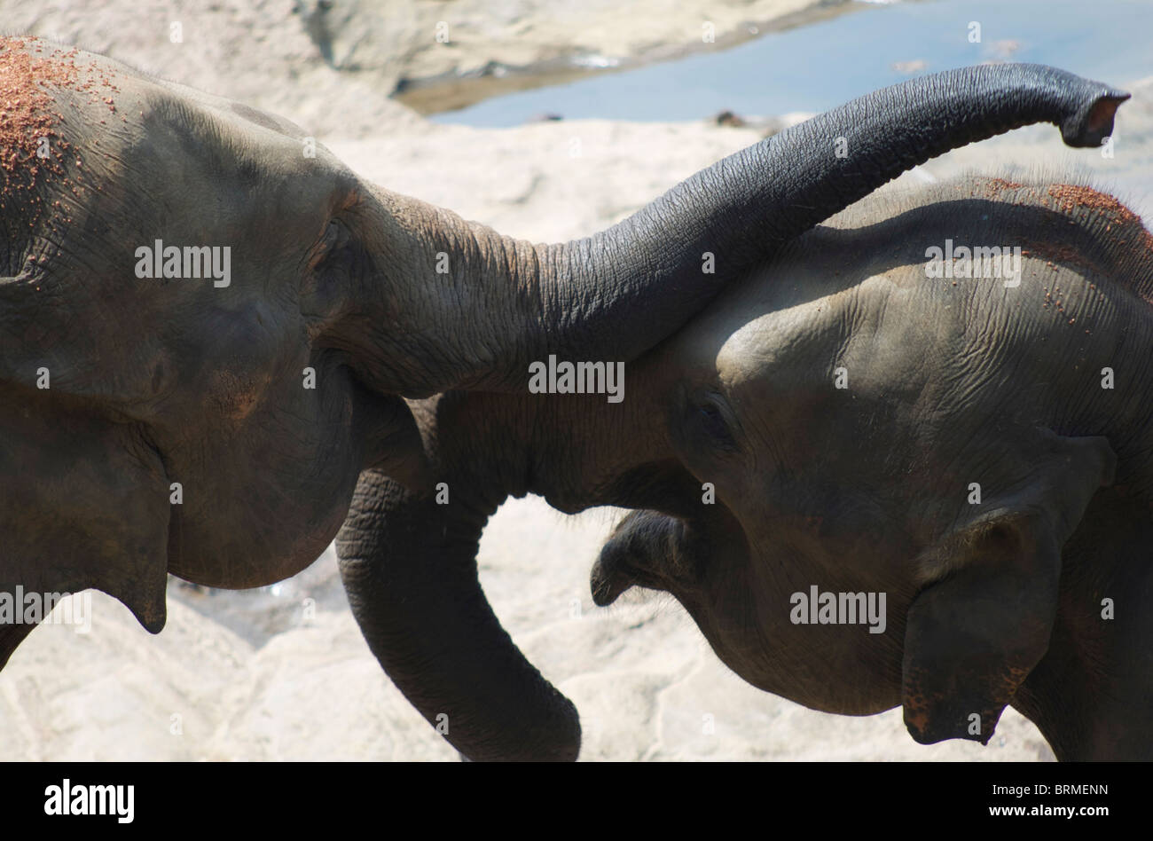 Young bull elephants hi-res stock photography and images - Alamy