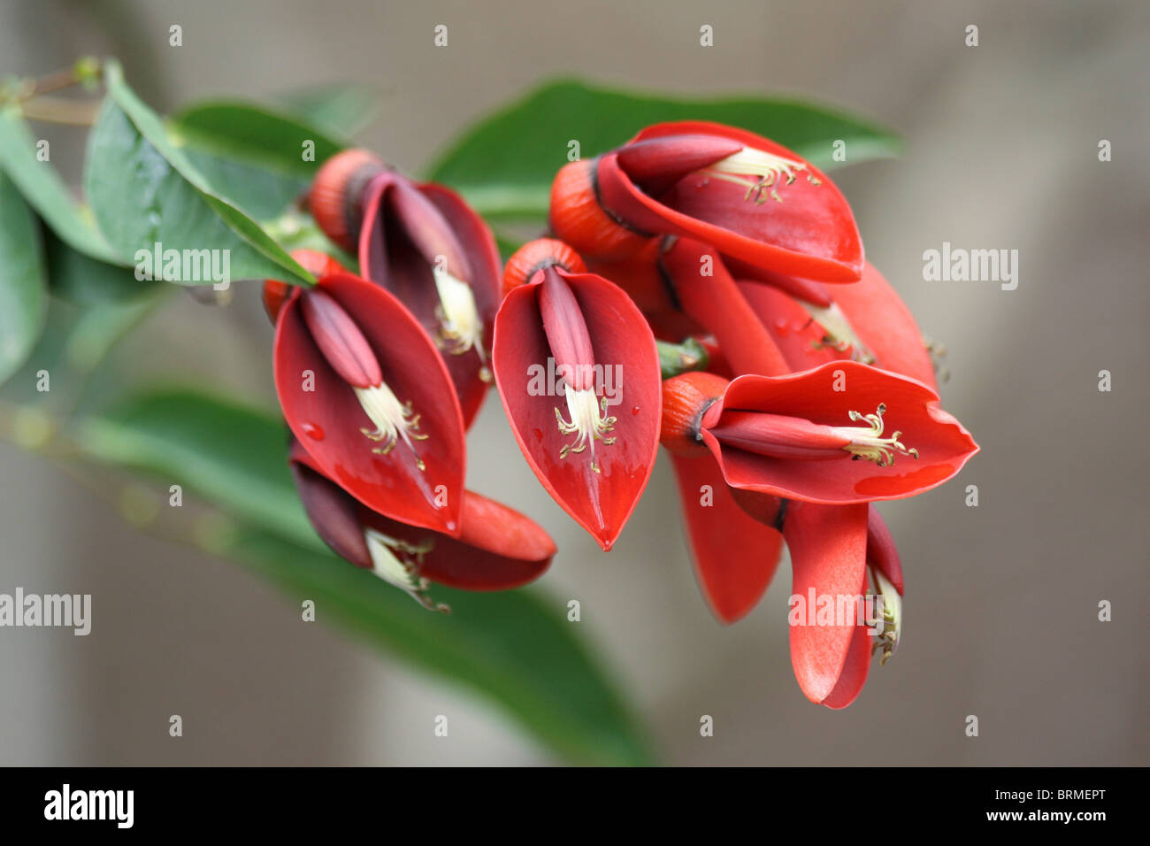 Erithrina crista-galli or the cockspur coral vine Stock Photo - Alamy