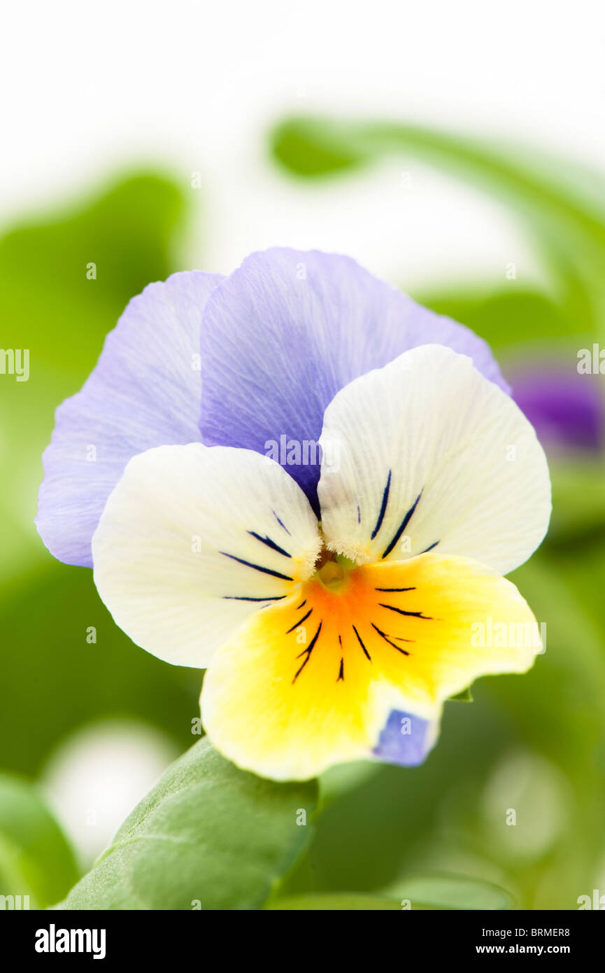 Viola ‘Peach Jump Up’ in flower Stock Photo - Alamy