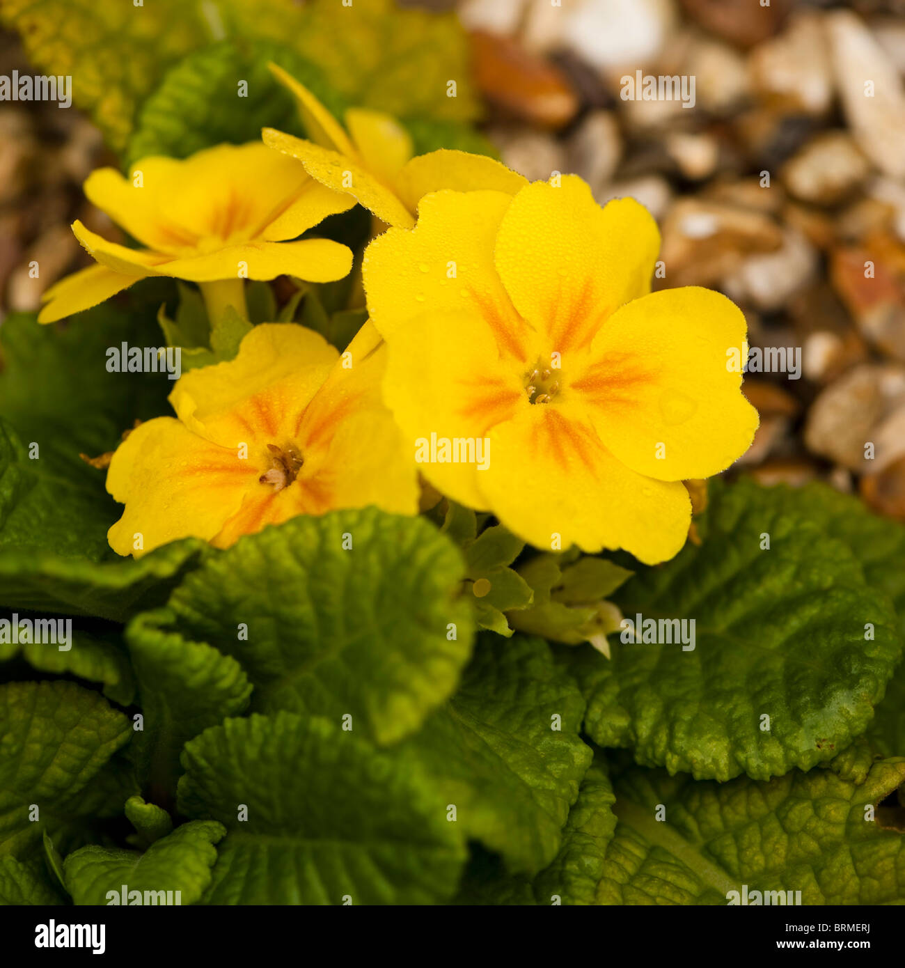 Yellow Primrose Stock Photos & Yellow Primrose Stock Images - Alamy