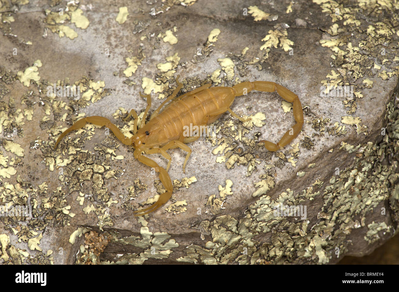 Mexico scorpion hi-res stock photography and images - Alamy
