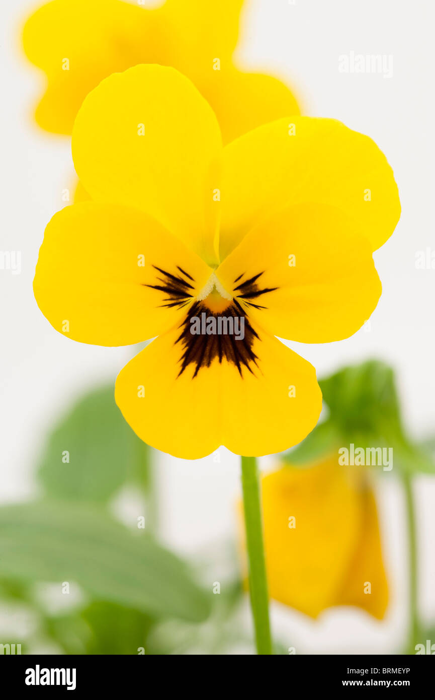 Viola 'Yellow Blotch' in flower Stock Photo - Alamy