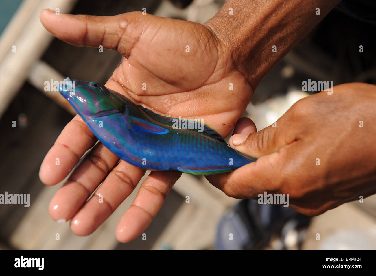 catching tropical fish Stock Photo - Alamy