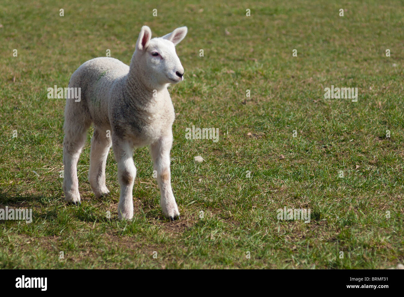 English spring lamb hi-res stock photography and images - Alamy
