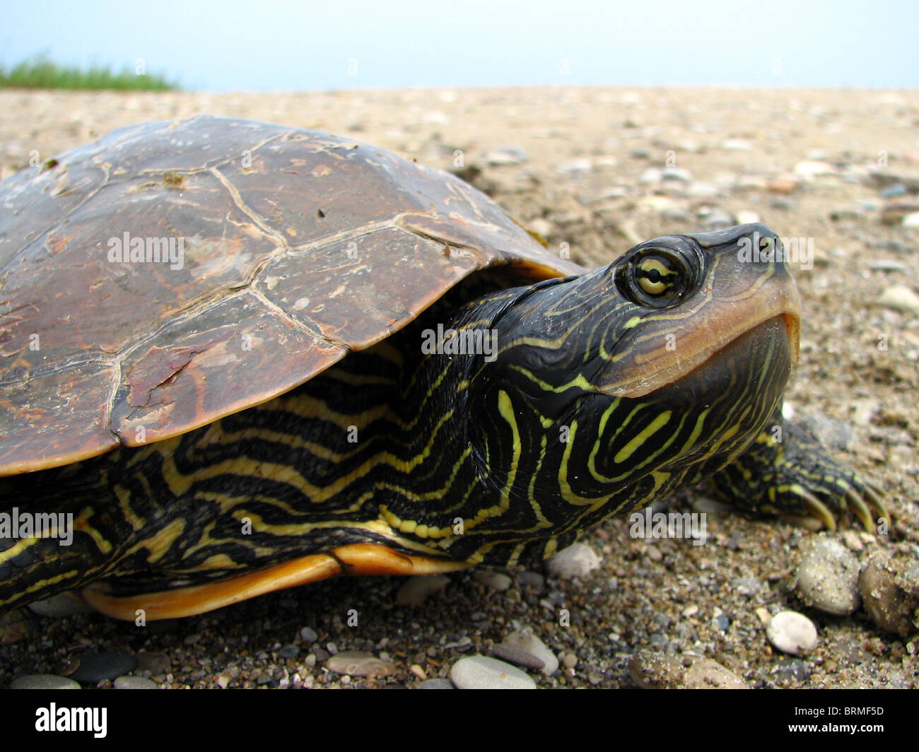 Northern map turtle hi-res stock photography and images - Alamy