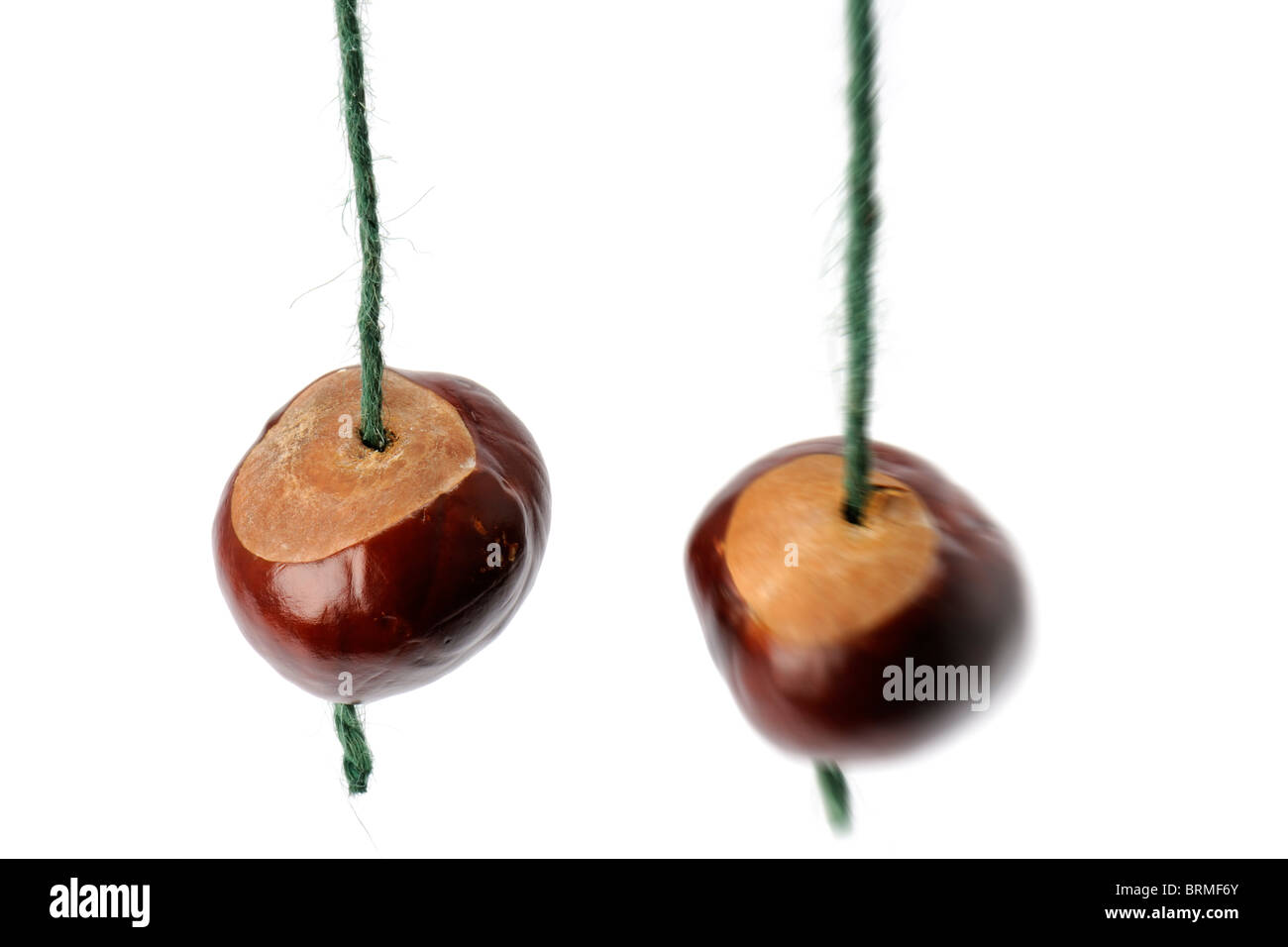 Conkers Cut Out Stock Images & Pictures - Alamy