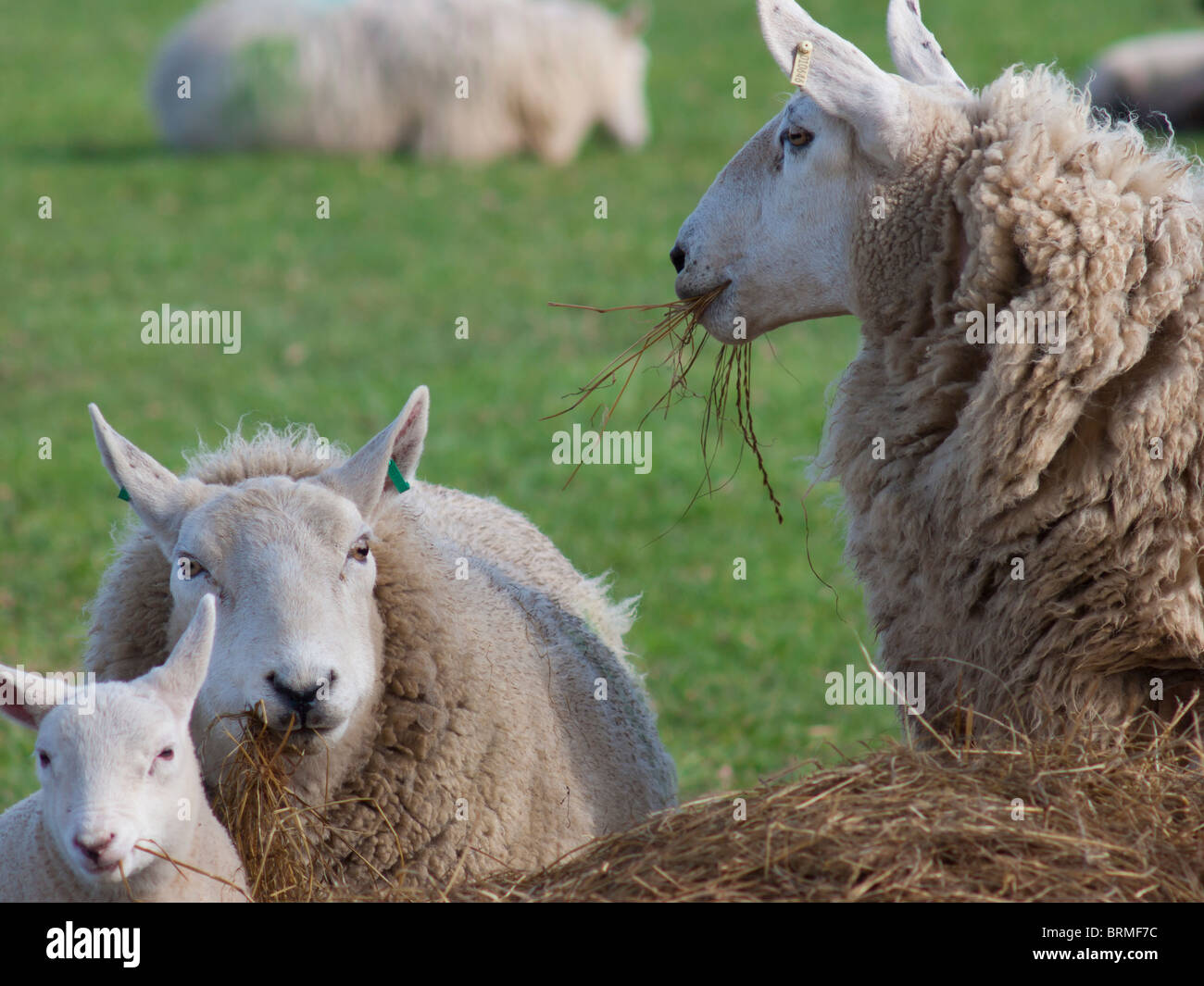 Haylage hi-res stock photography and images - Alamy