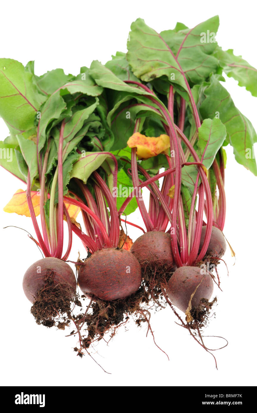 Freshly picked home grown beetroot on white background Stock Photo - Alamy