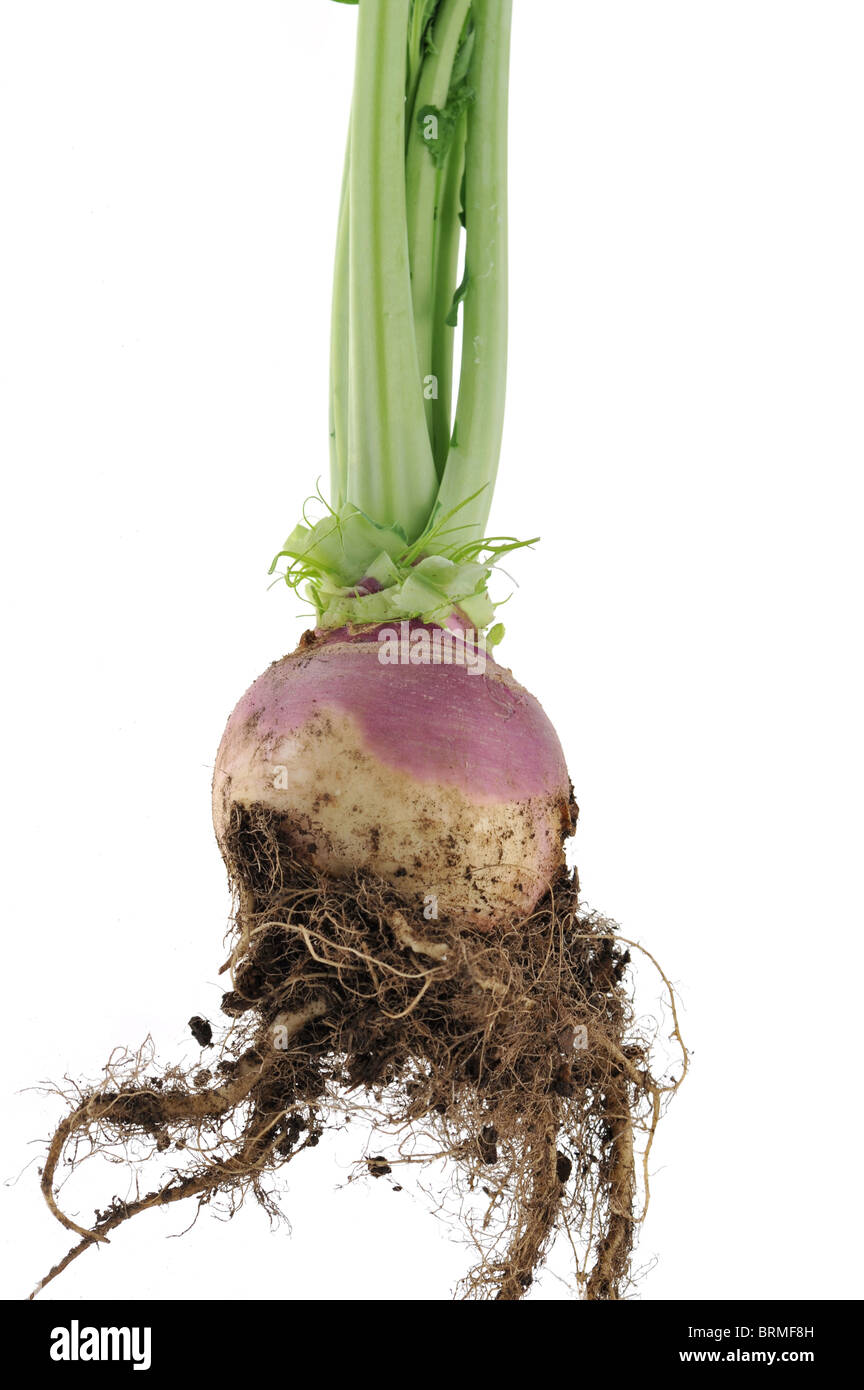 Swede vegetable hi-res stock photography and images - Alamy