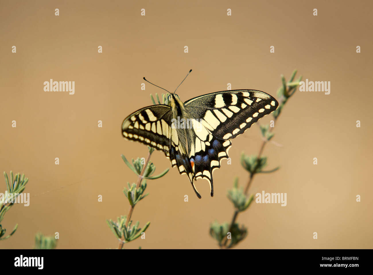 Swallow tail butterfly resting on leaves Stock Photo - Alamy