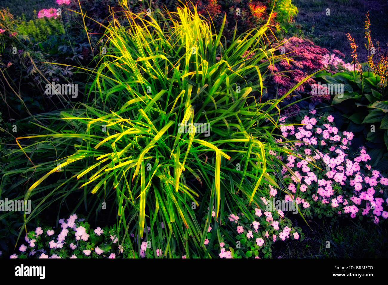 beautiful colorful garden flowers with grass closeup Stock Photo - Alamy