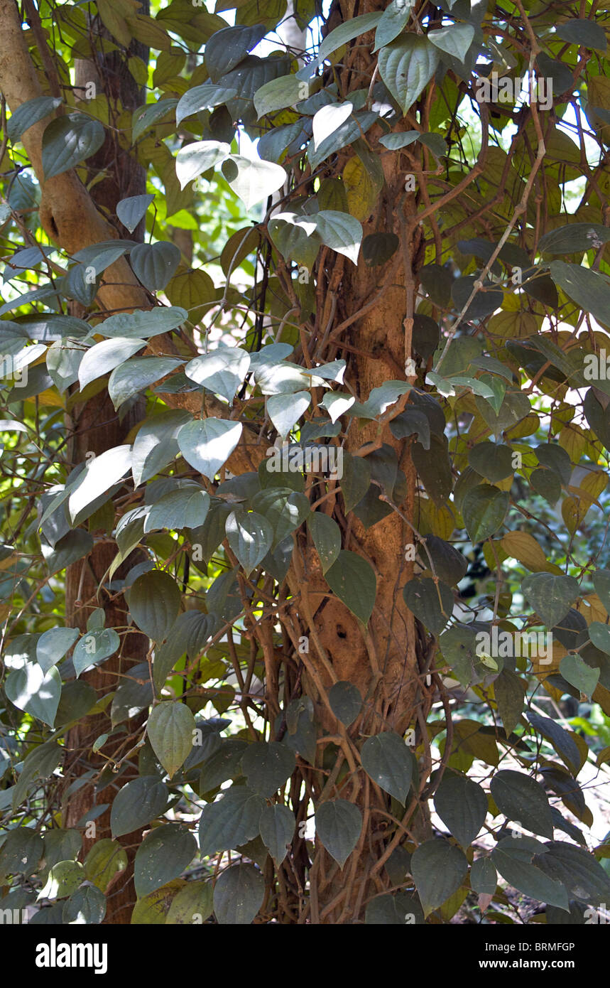 Pepper Tree Stock Photos & Pepper Tree Stock Images - Alamy