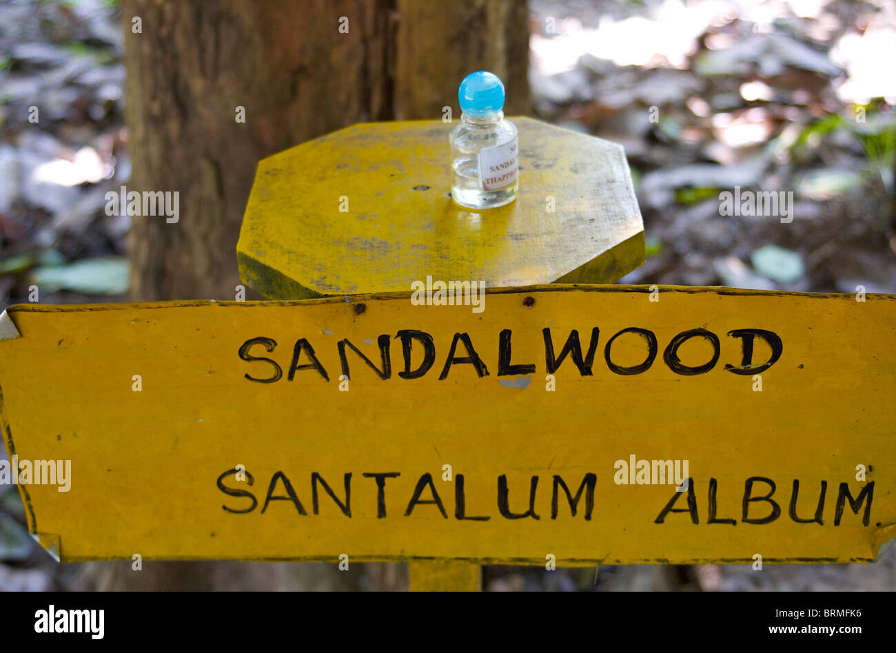 Sandalwood tree hi-res stock photography and images - Alamy