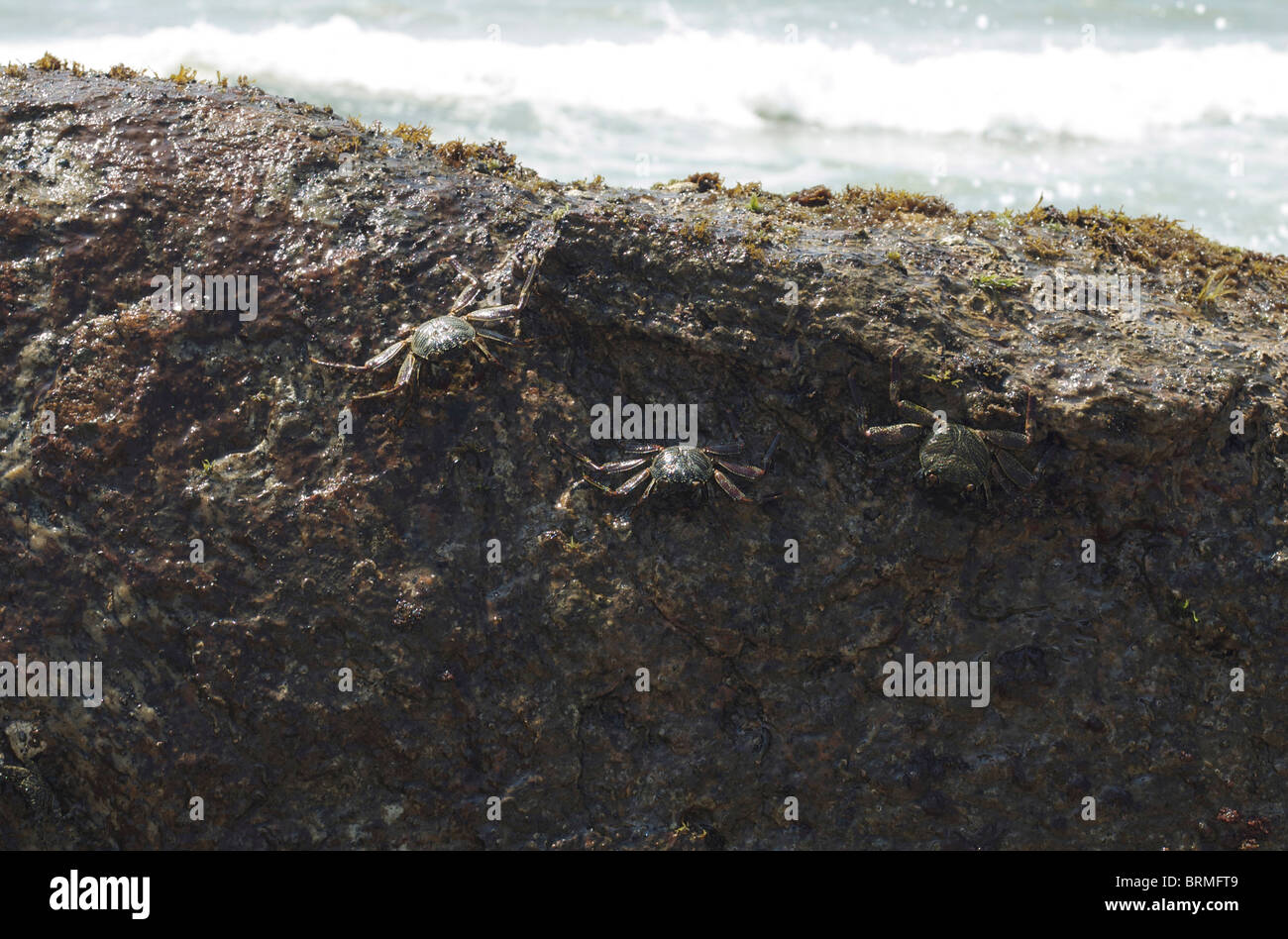 Crabs on rock Stock Photo - Alamy